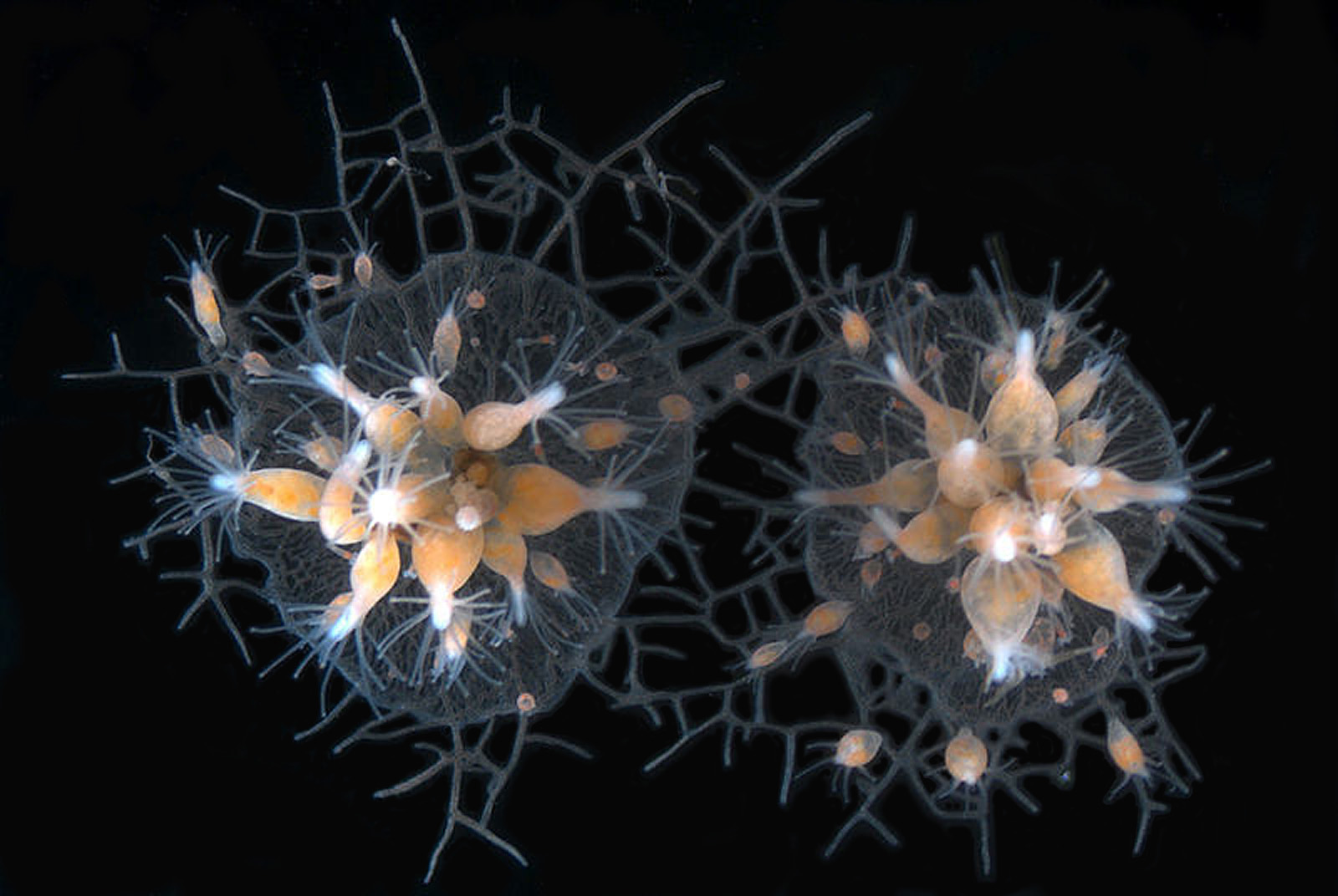 Association Theory - Success of the Innovative